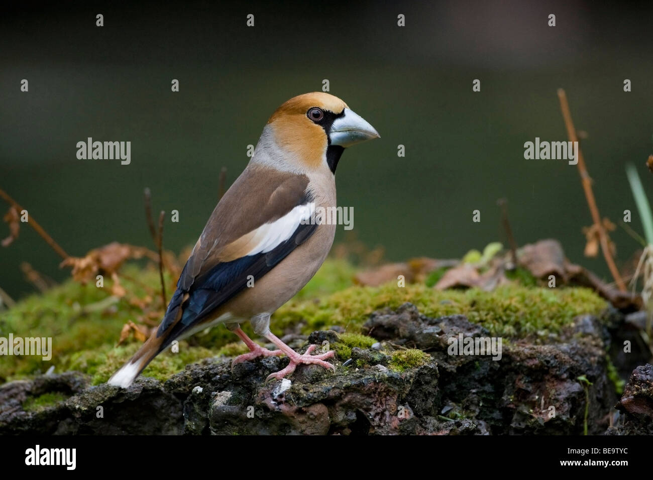 Appelvink hi-res stock photography and images - Alamy