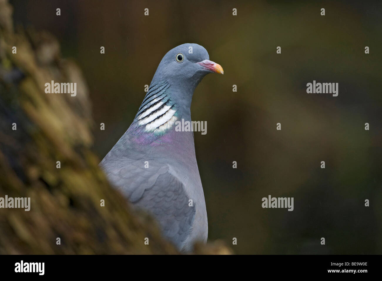 Houtduif; Wood Pigeon Stock Photo - Alamy