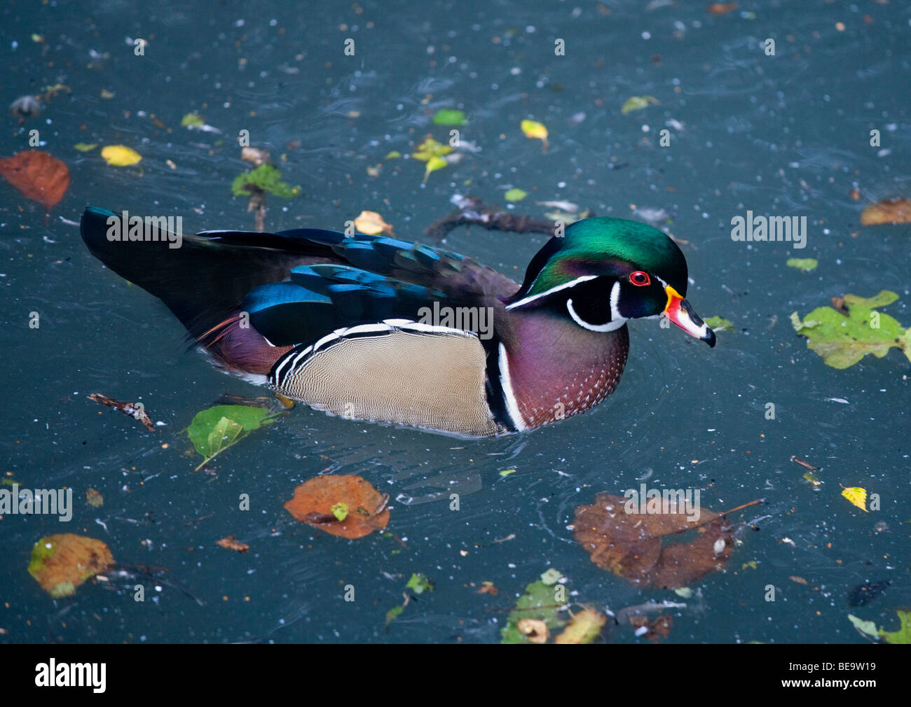 American Wood Duck (aix sponsa) male Stock Photo - Alamy