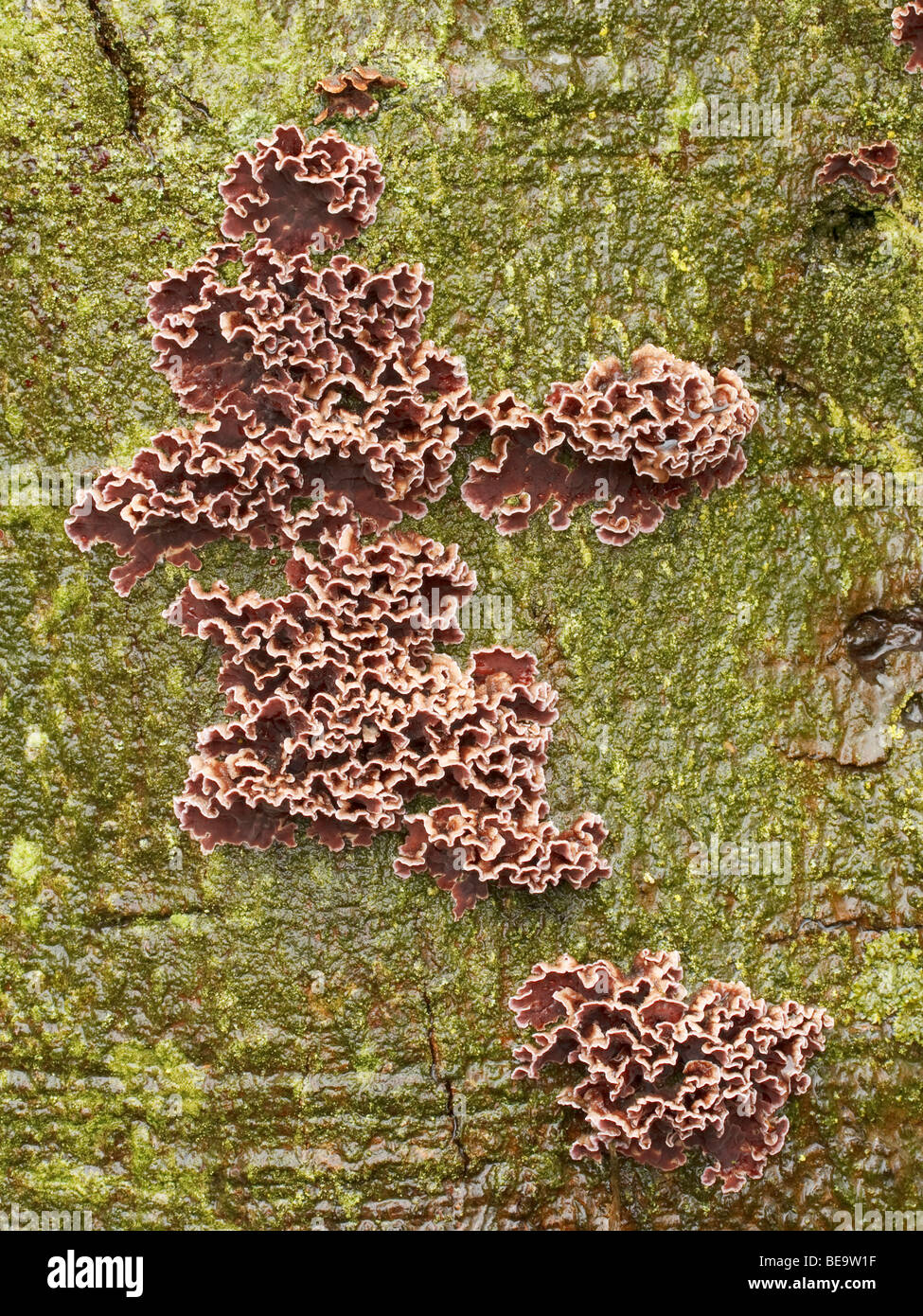 Old Beech tree severely infested with Silverleaf Fungus. Close up of ...