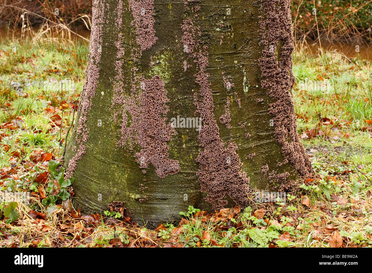 Old Beech tree severely infested with Silverleaf Fungus Stock Photo - Alamy