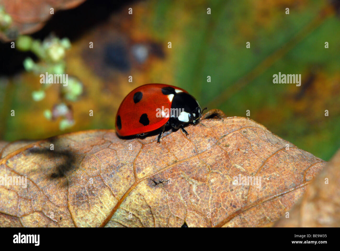 Ladybird on leaf Stock Photo - Alamy