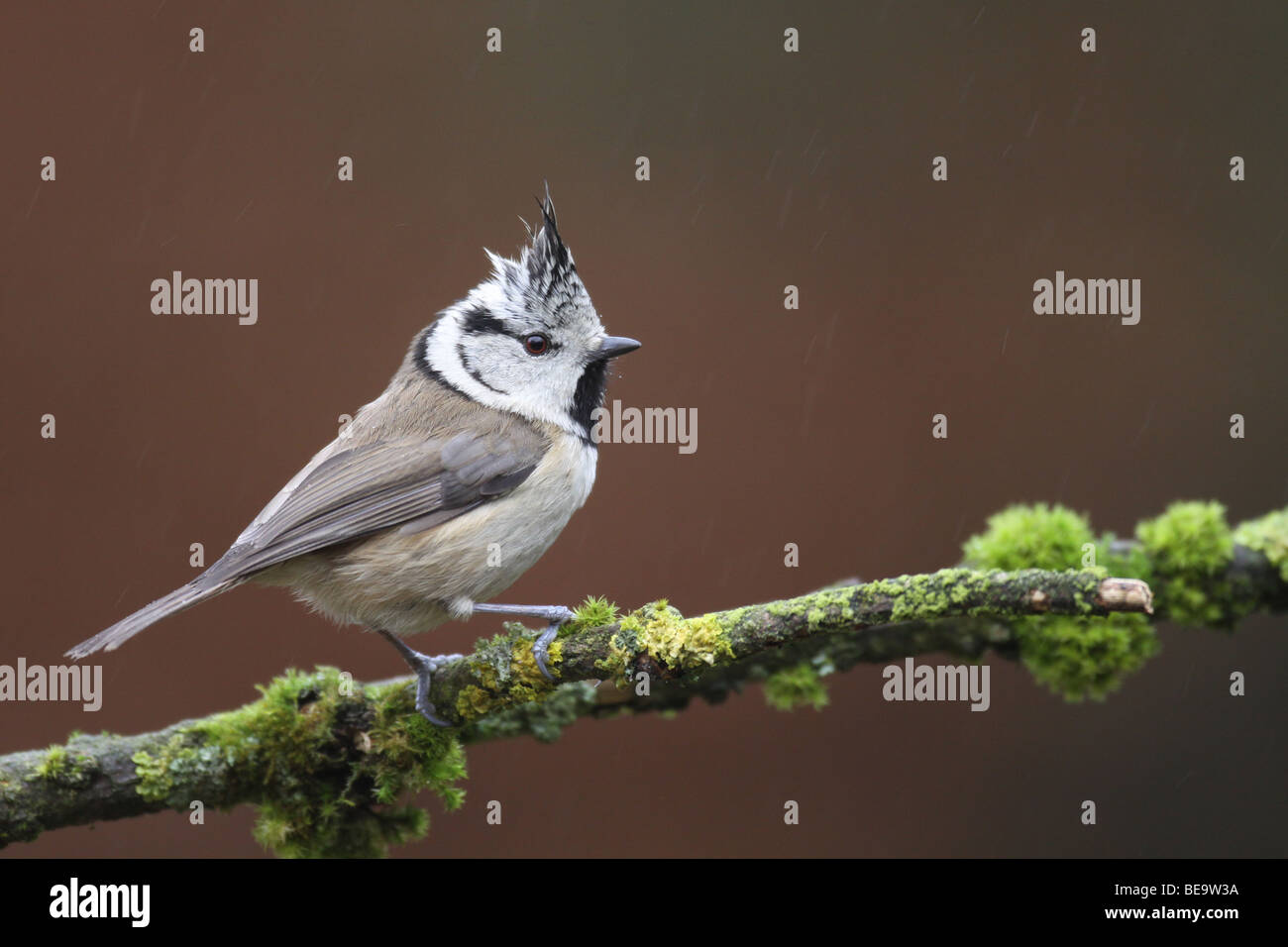 Kuifmees; Crested Tit; Parus cristatus Stock Photo - Alamy