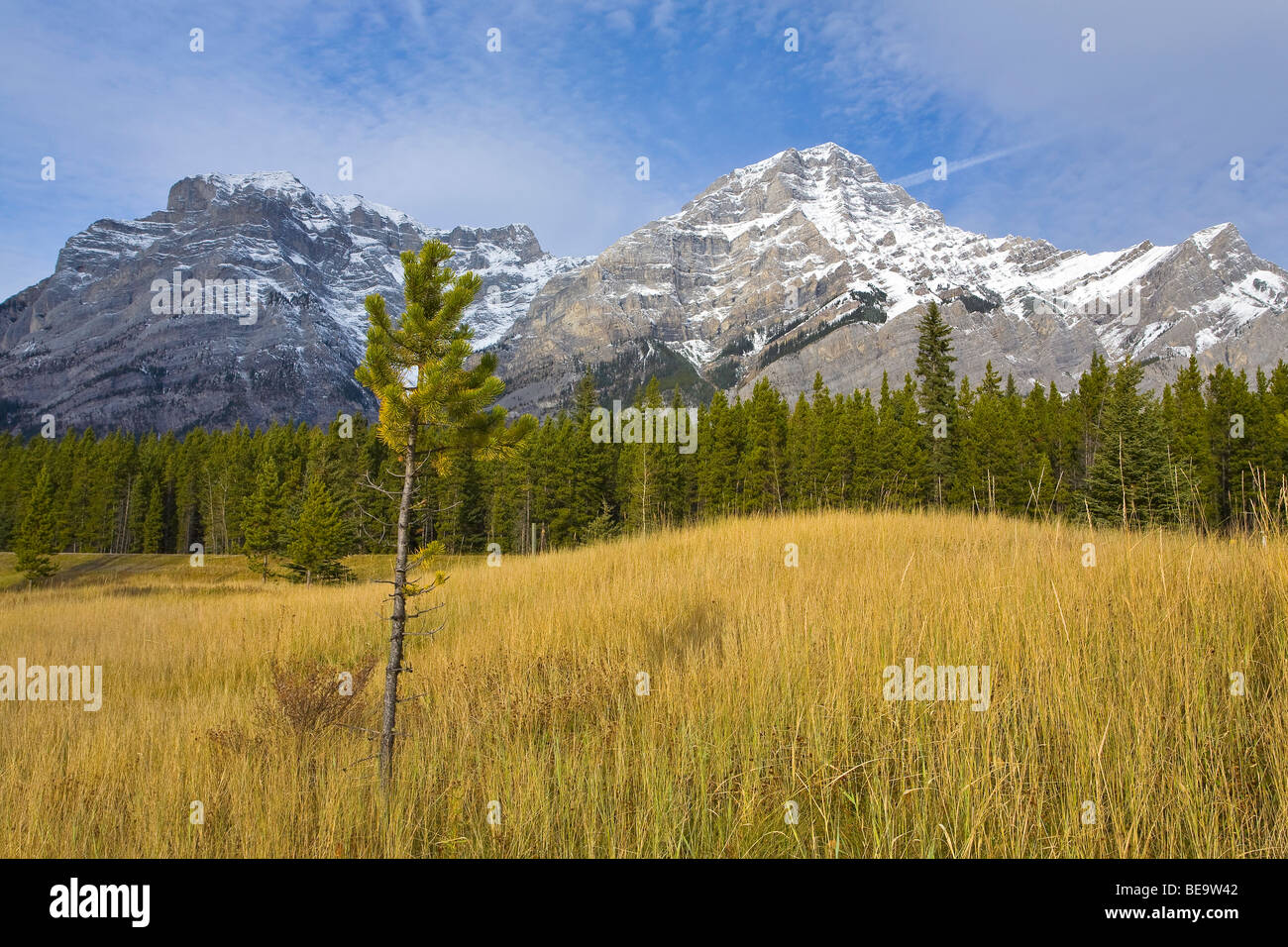 Mountain meadows alpine forest colour hi-res stock photography and ...