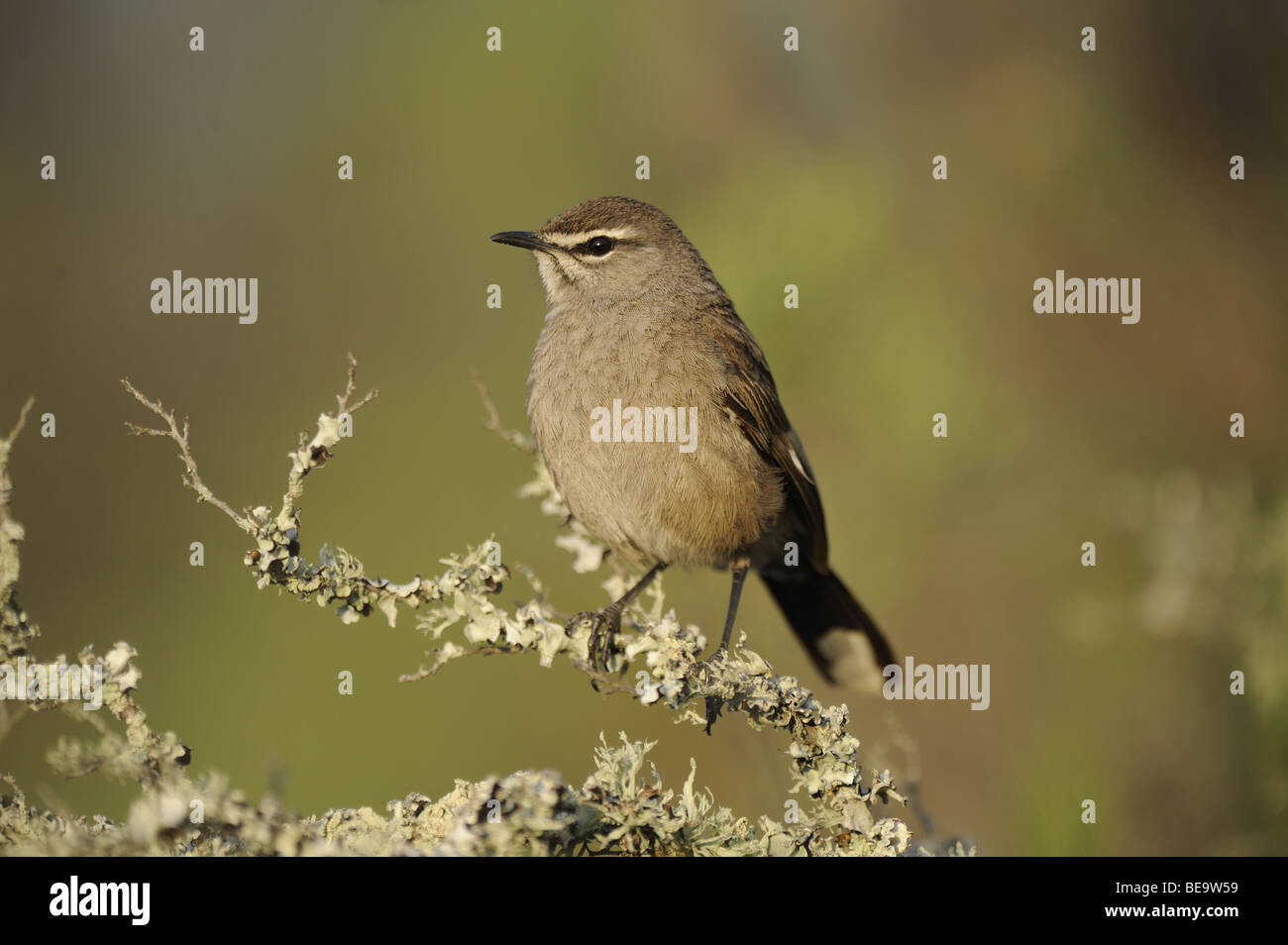 Karoo Robin on branch Stock Photo - Alamy