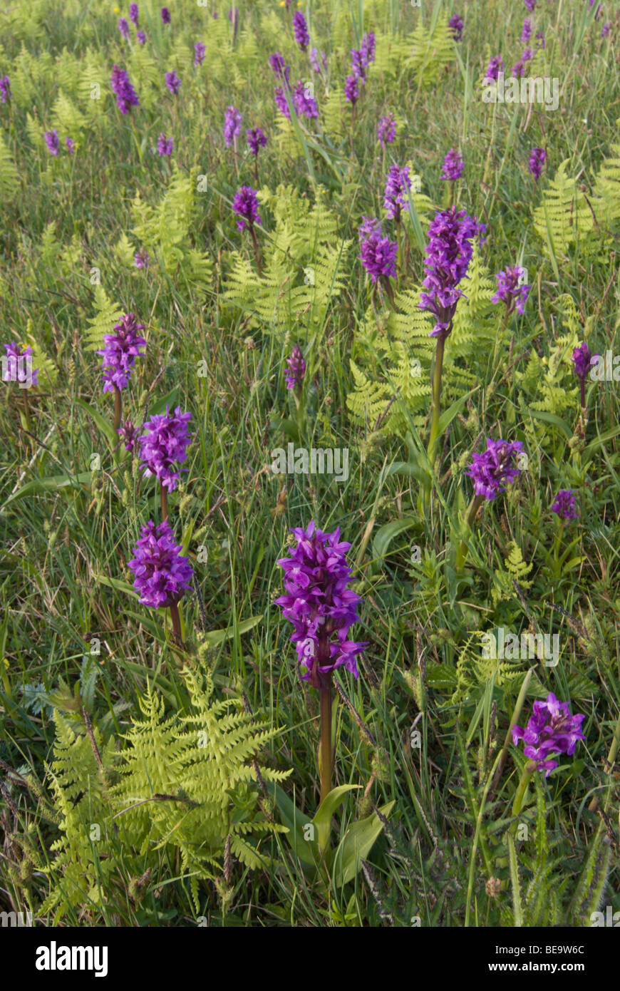 bredeorchis tussen varens, broad-leaved marsh orchid in field with ferns Stock Photo - Alamy