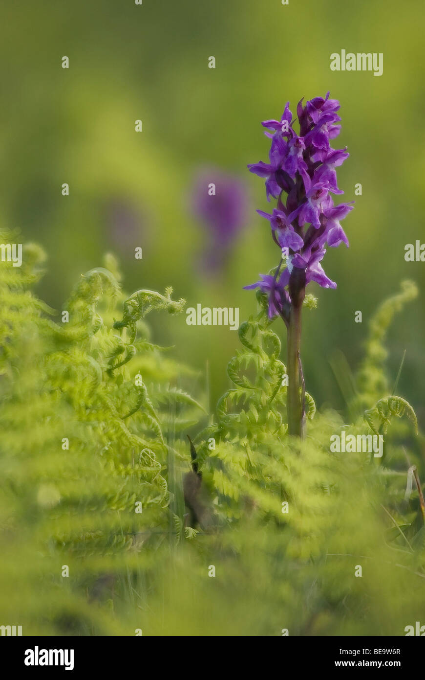 bredeorchis tussen varens, broad-leaved marsh orchid in field with ferns Stock Photo - Alamy