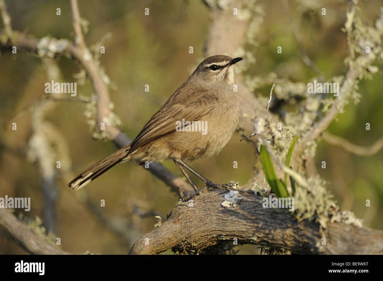 Karoo Robin on branch Stock Photo - Alamy