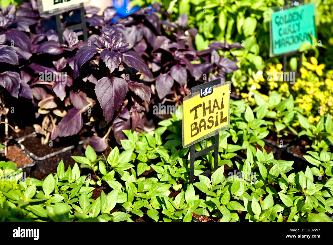 Fresh herbs market stall hi-res stock photography and images - Alamy