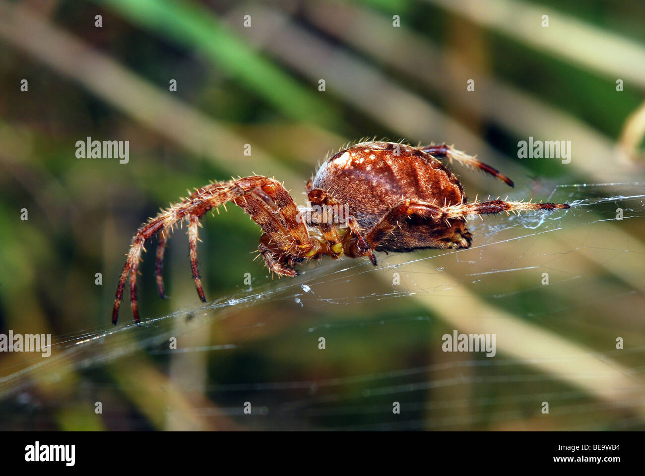 Field spider hi-res stock photography and images - Alamy