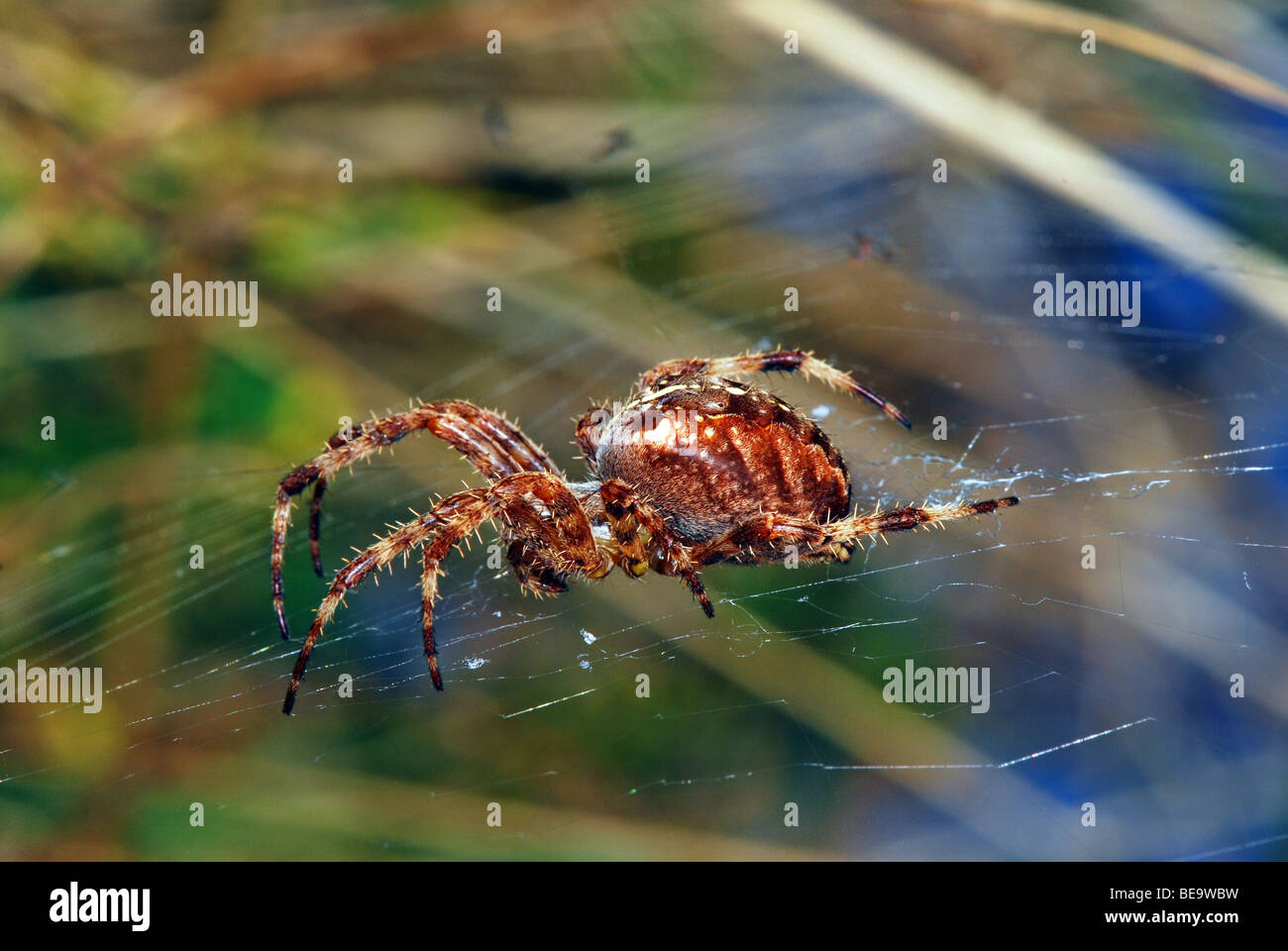Stripy spider hi-res stock photography and images - Alamy