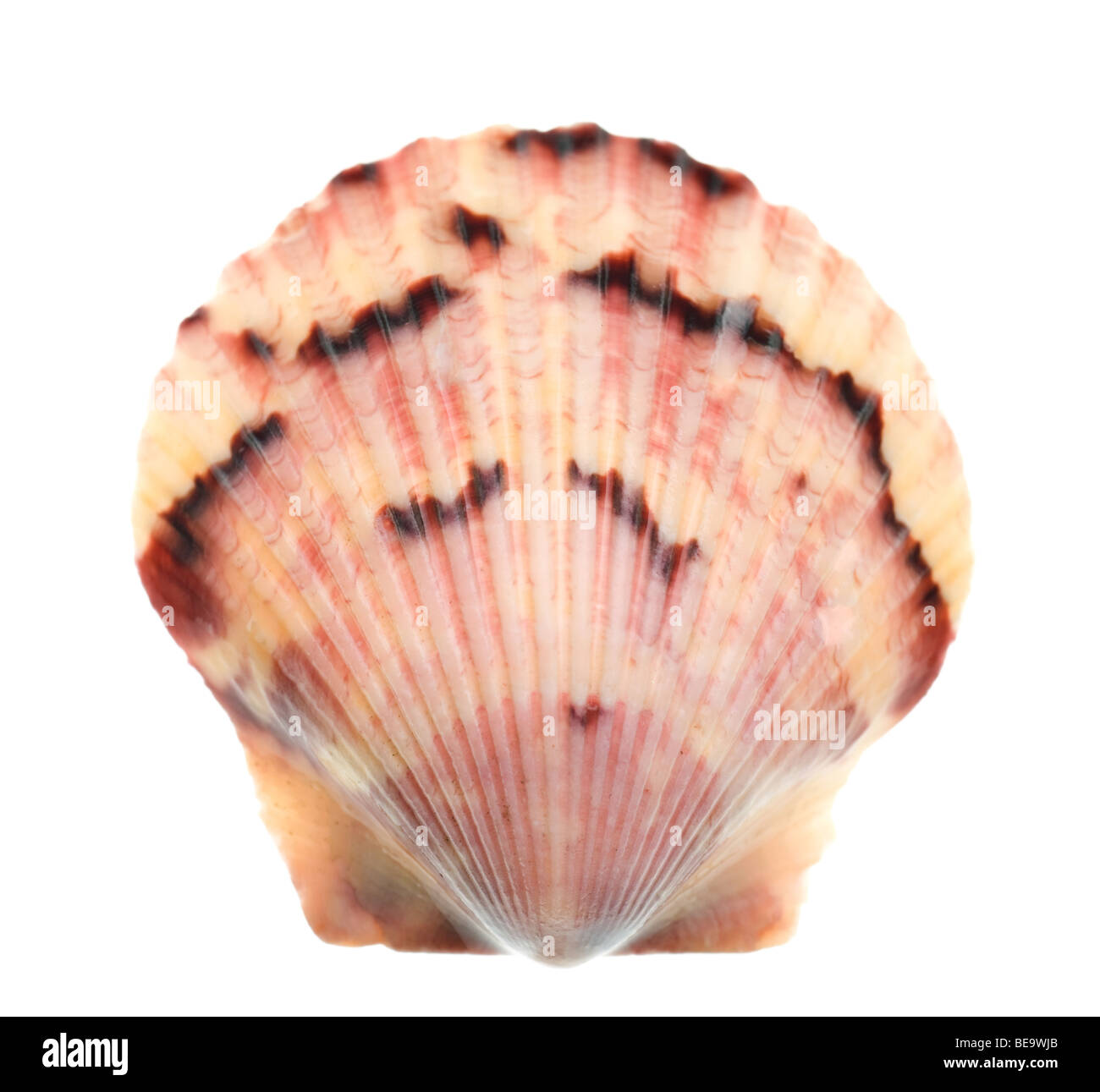 Sea shell colors Cut Out Stock Images & Pictures - Alamy