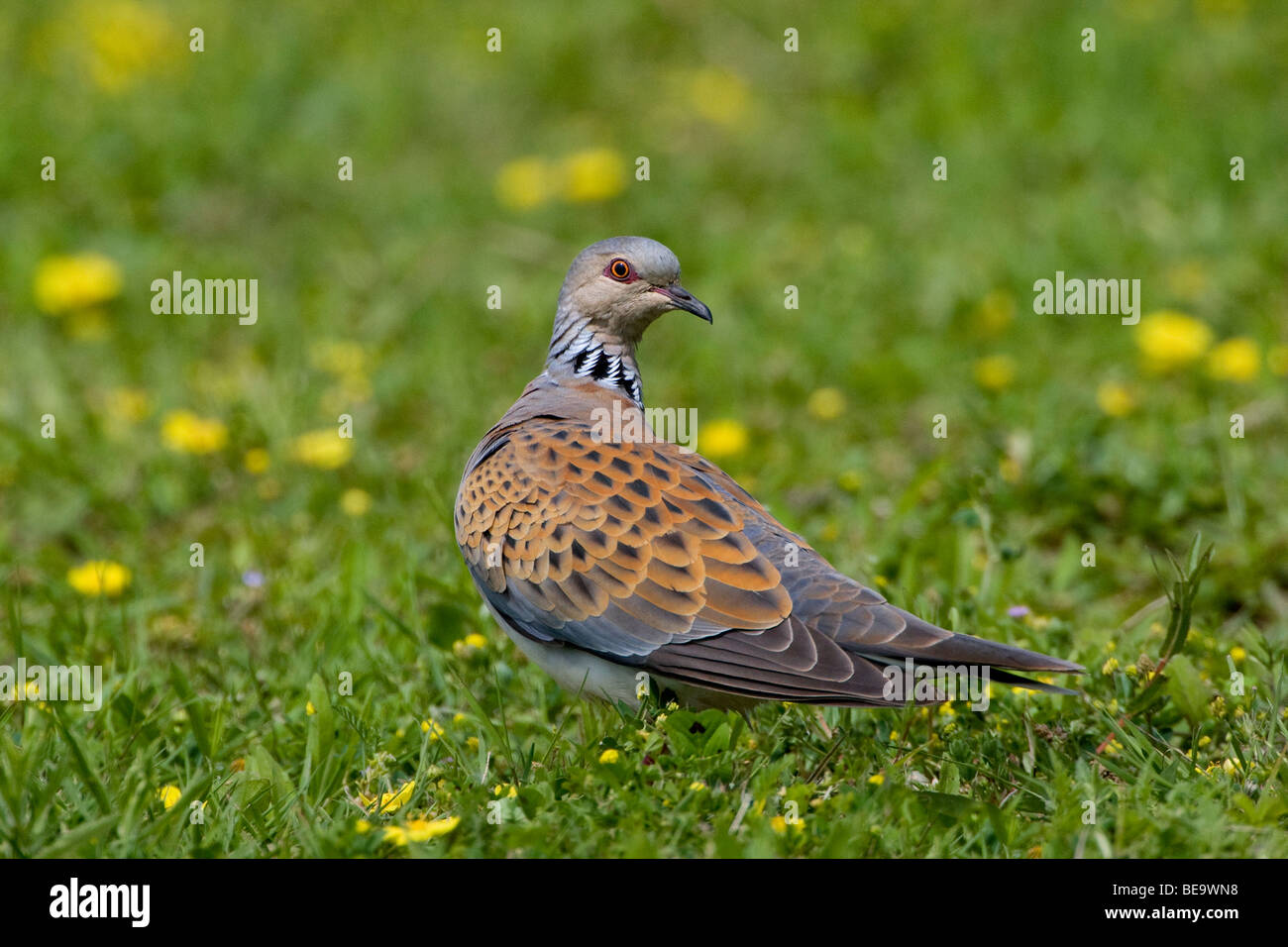 Forest pigeons hi-res stock photography and images - Alamy