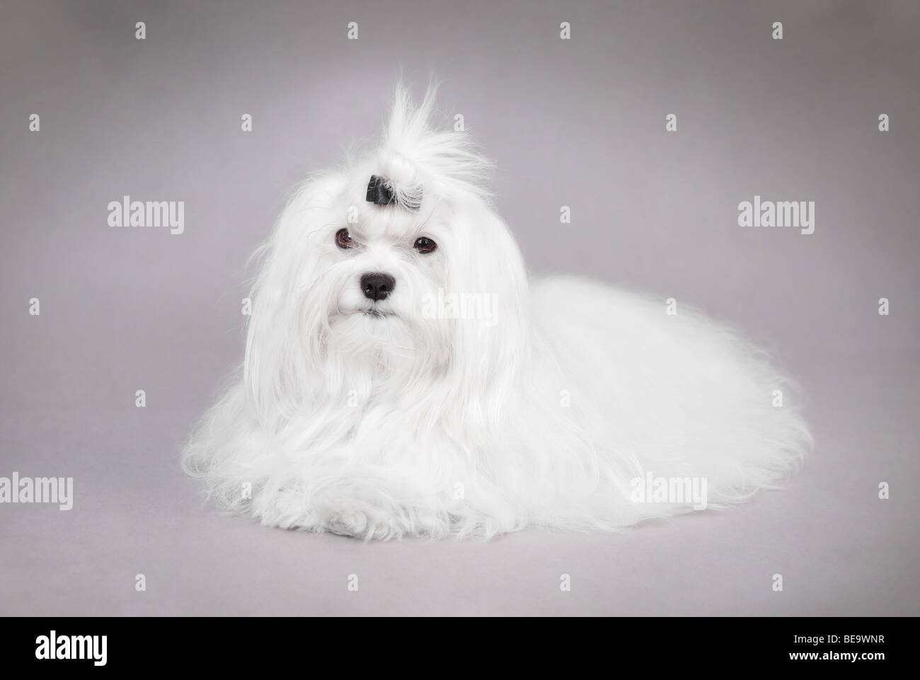 Maltese dog portrait on the grey background Stock Photo - Alamy