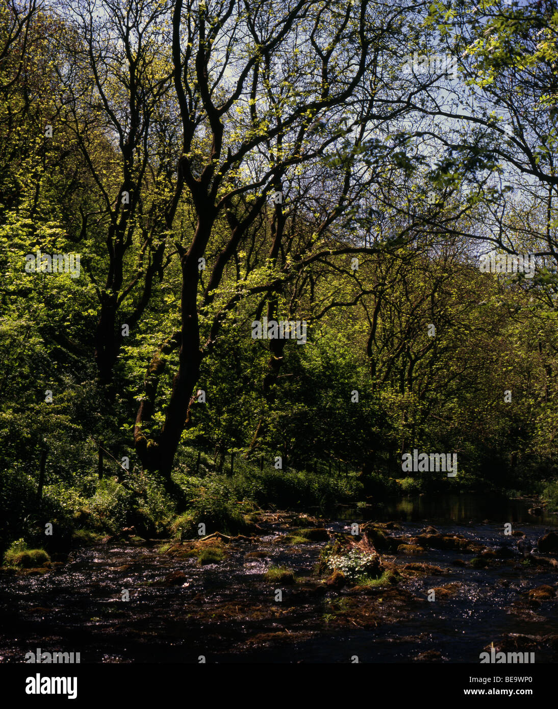 The River Lathkill Lathkill Dale Derbyshire England Stock Photo - Alamy