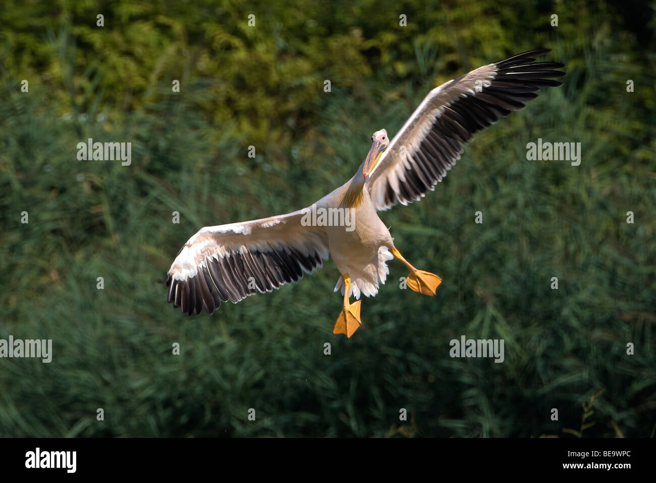 Gular skin hi-res stock photography and images - Alamy