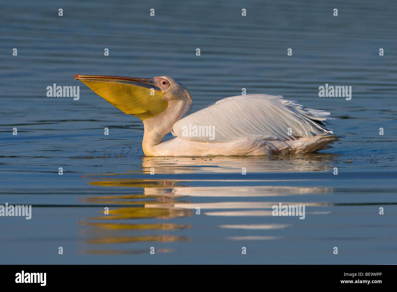 Swamp bed hi-res stock photography and images - Alamy