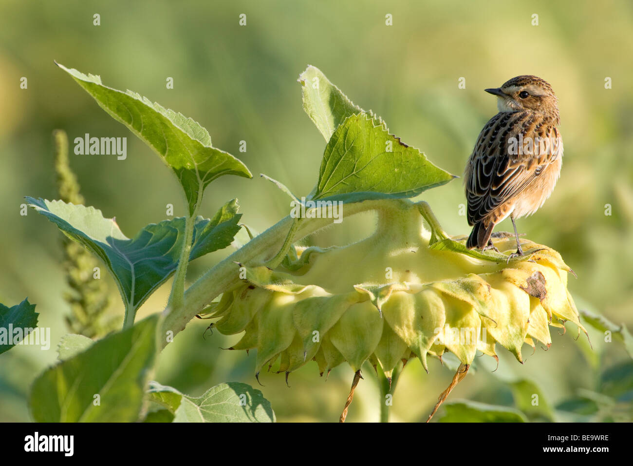 Winchat hi-res stock photography and images - Alamy