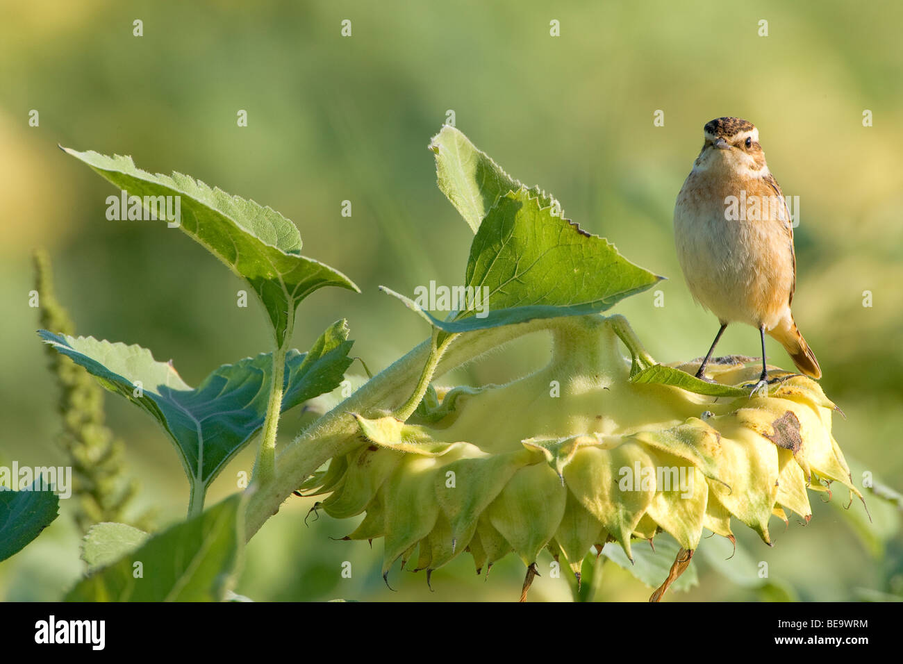 Winchat; Saxicola rubetra Stock Photo - Alamy