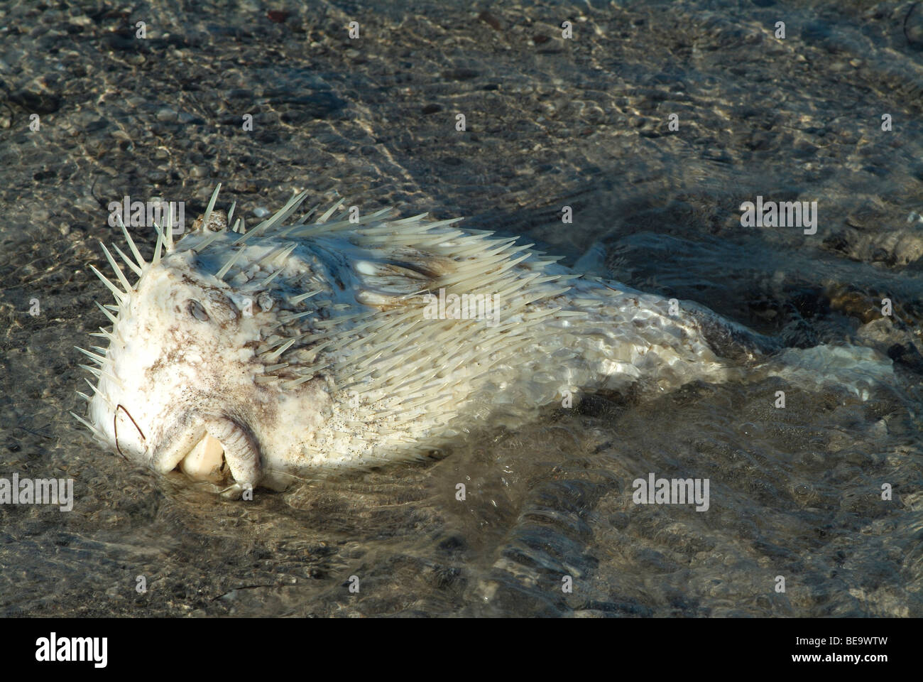 Dead balloon fish hi-res stock photography and images - Alamy