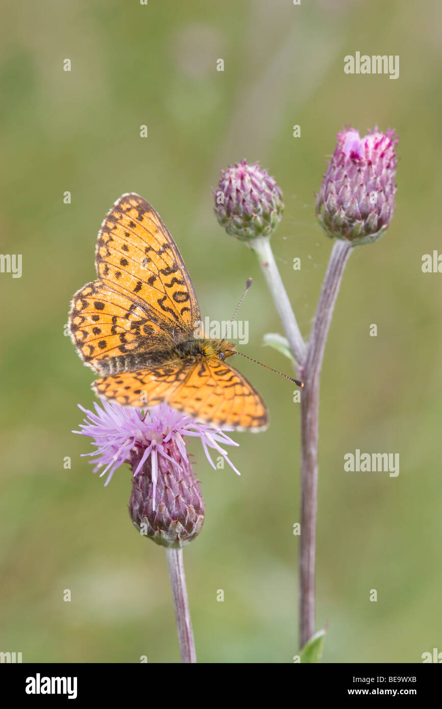 Zilveren hi-res stock photography and images - Alamy