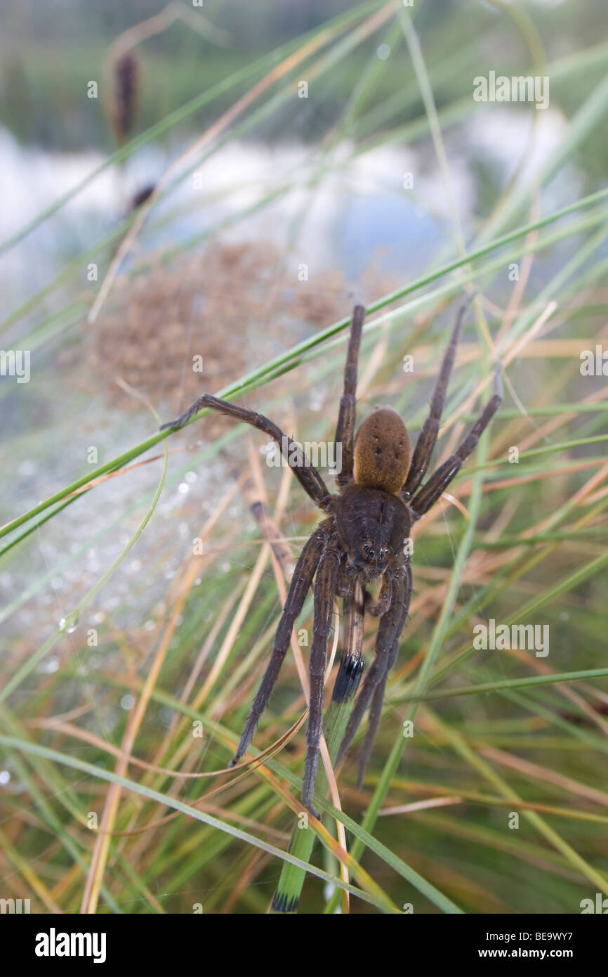 Fen raft spider hi-res stock photography and images - Alamy