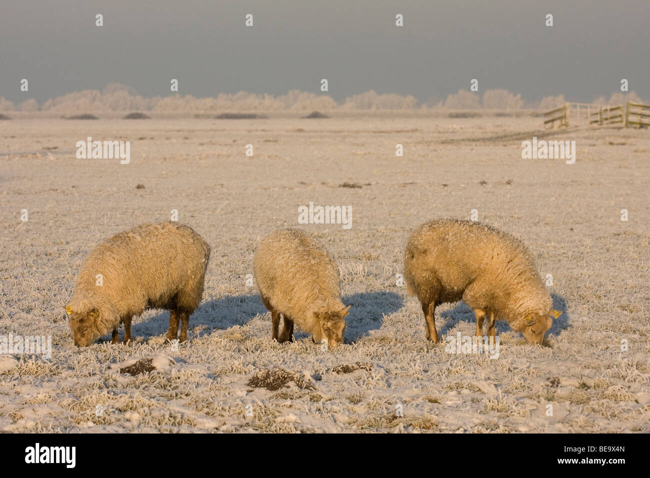 Schapen met wintervacht hi-res stock photography and images - Alamy