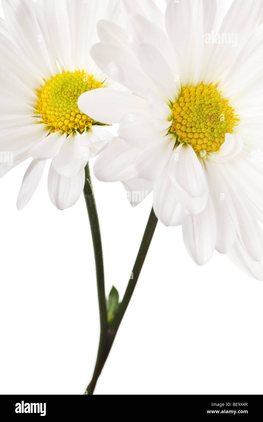 daisy isolated on a pure white background Stock Photo - Alamy
