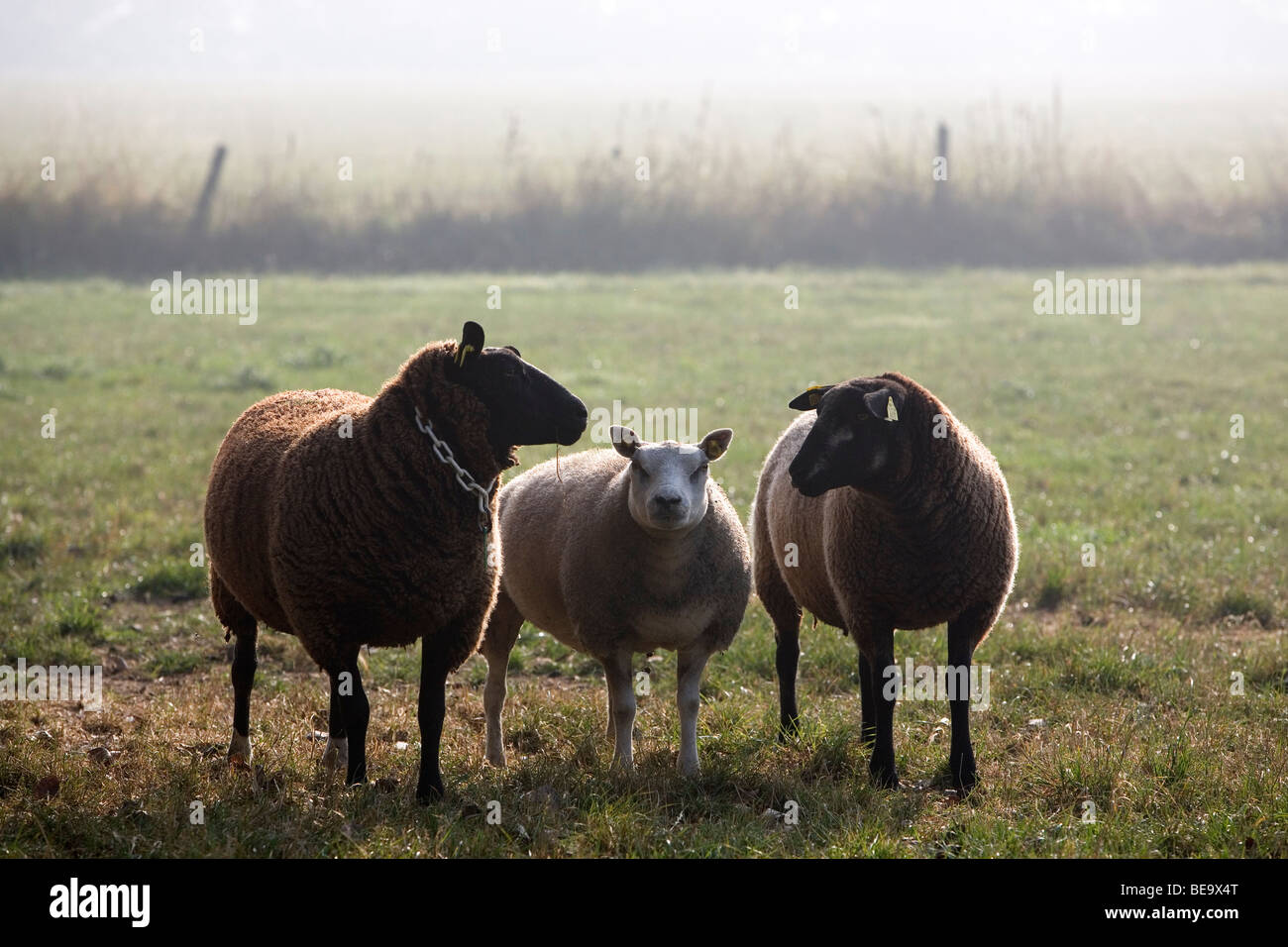 3 three sheep standing hi-res stock photography and images - Alamy