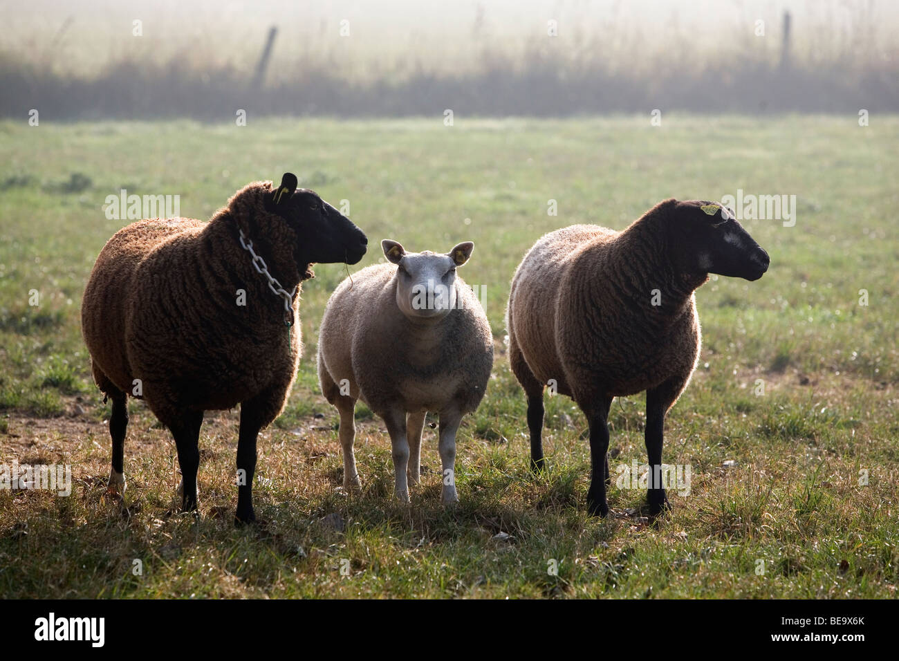 three sheep looking at camera in meadow,humor Stock Photo - Alamy
