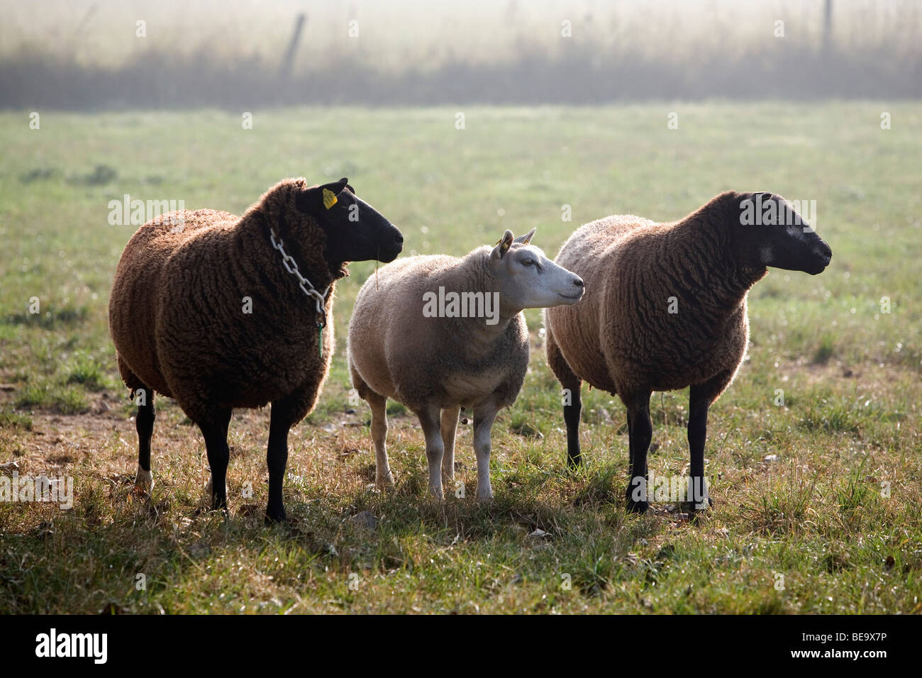 Three standing sheep hi-res stock photography and images - Alamy