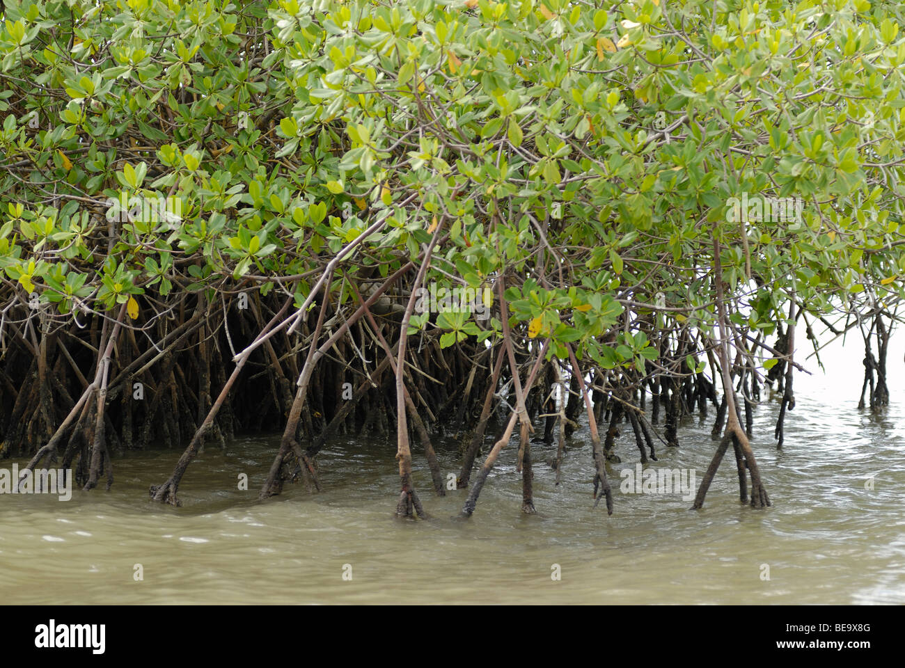 Mangrove forest in Martinique island, Caribbean Sea Stock Photo - Alamy