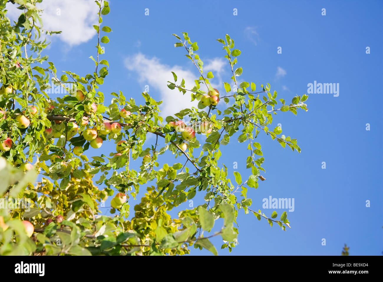 apple tree branch Stock Photo - Alamy