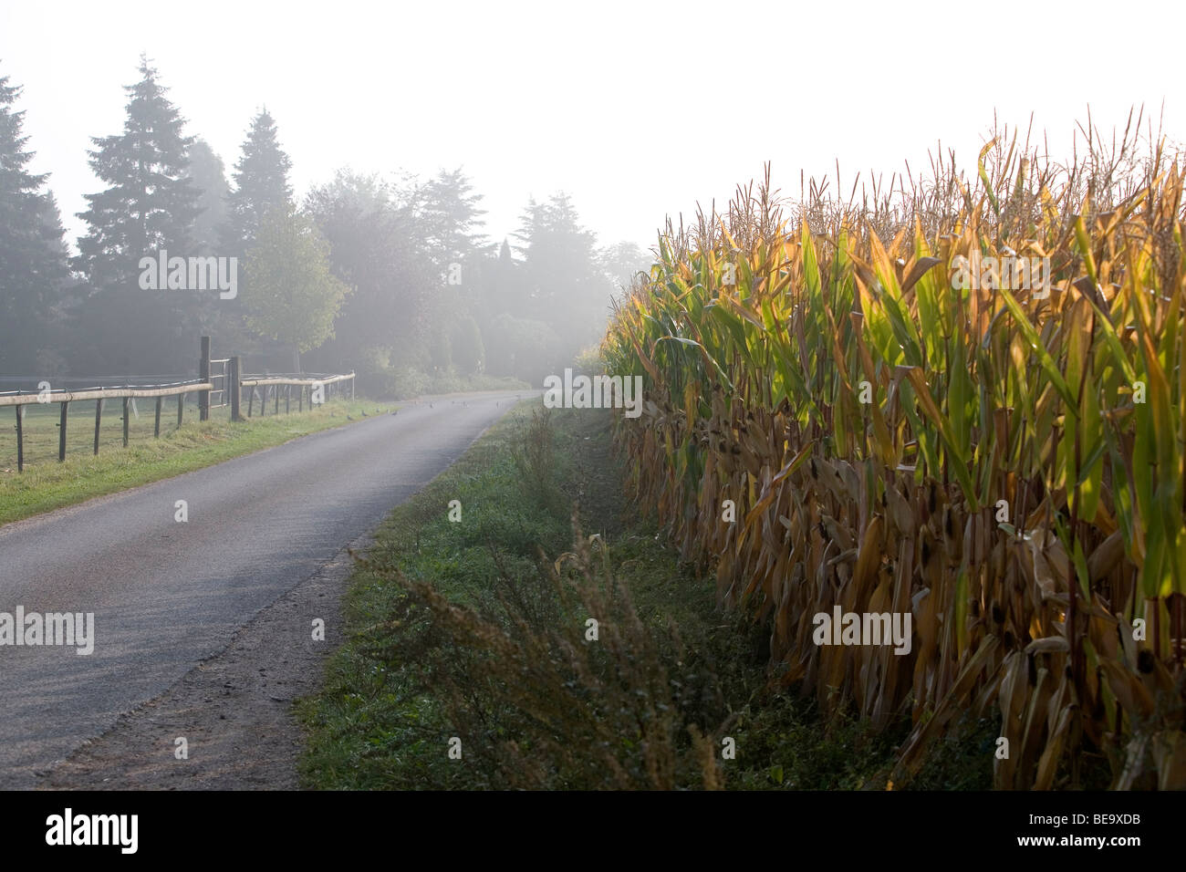 Field of corn in the fog Stock Photo - Alamy