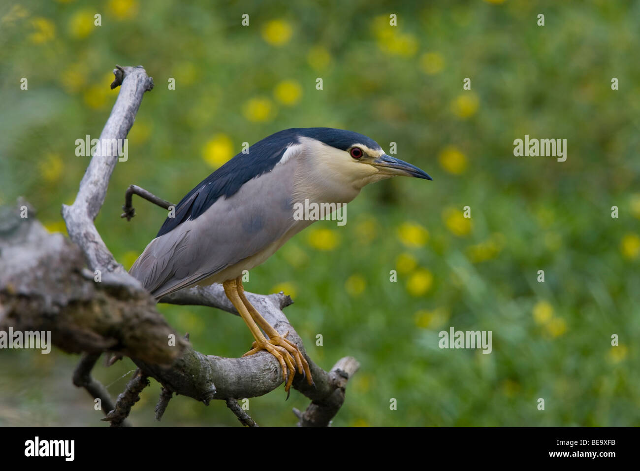 Volwassen kwak rustend, Resting adult Black-crowned Night Heron Stock ...