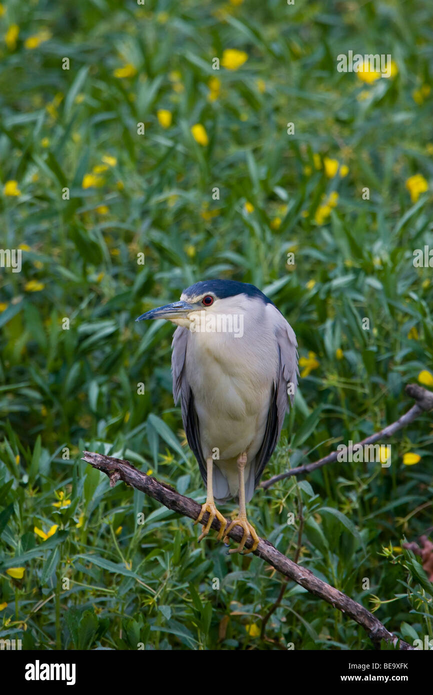 Volwassen kwak rustend, Resting adult Black-crowned Night Heron Stock ...