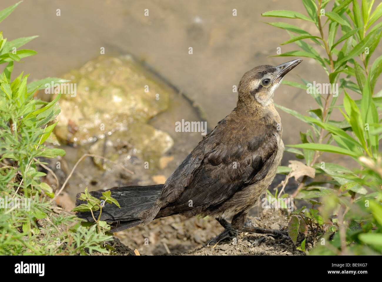 Western kingbird hi-res stock photography and images - Alamy