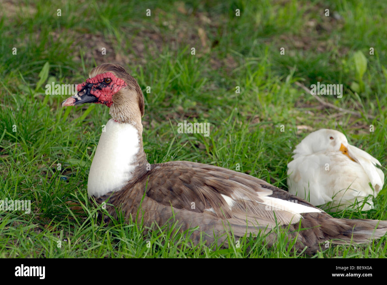 Female muscovy duck hi-res stock photography and images - Alamy
