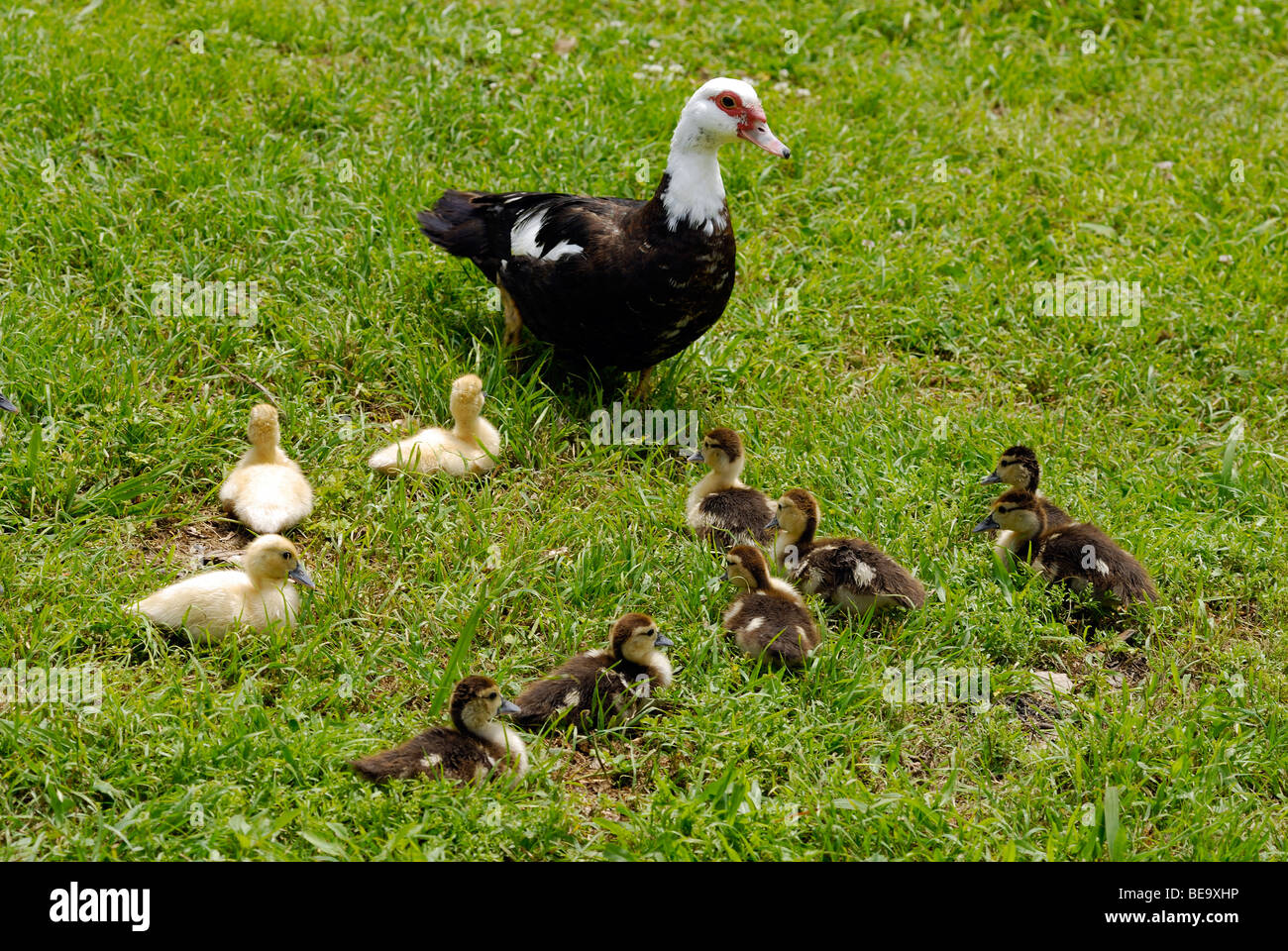 Female muscovy ducks hi-res stock photography and images - Alamy