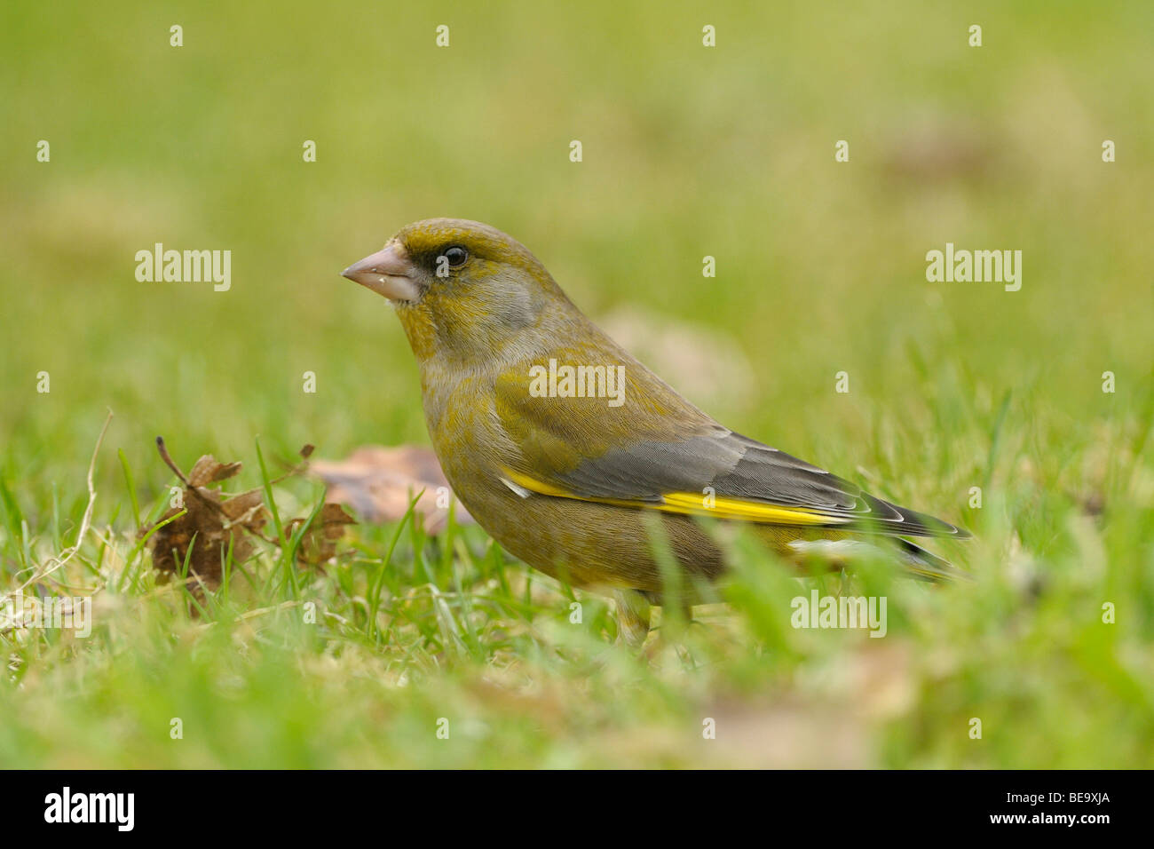 Kegelsnavel hi-res stock photography and images - Alamy