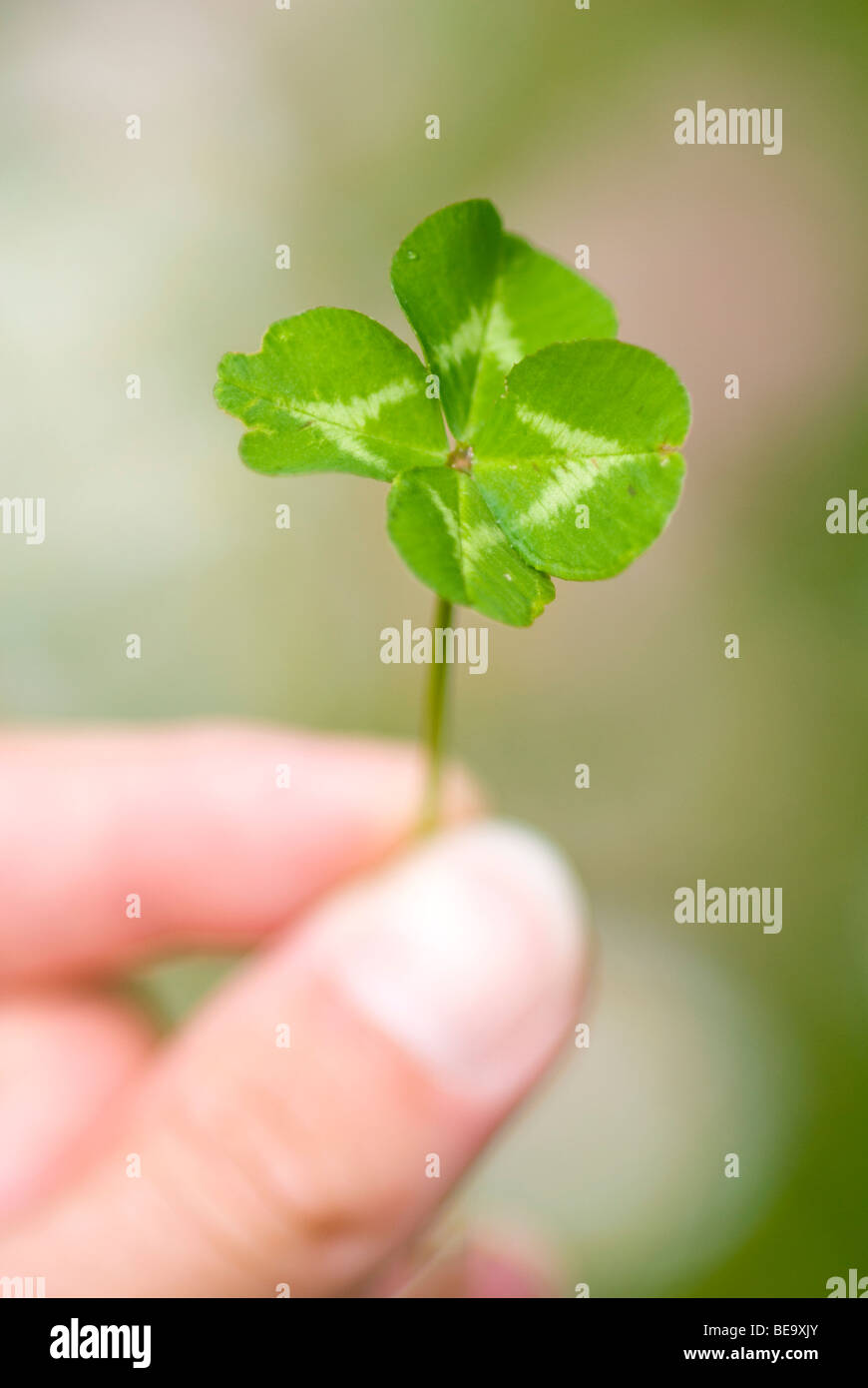 Trifolium repens pink hi-res stock photography and images - Alamy