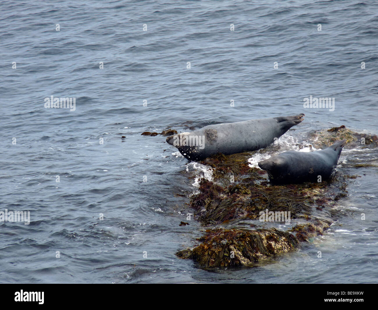 Two atlantic grey seals resting on a seaweed covered rock surrounded by ...