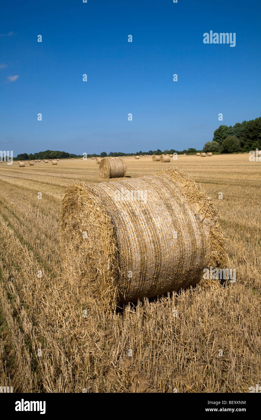 Round straw bales in field, Shottisham, Suffolk, England Stock Photo ...