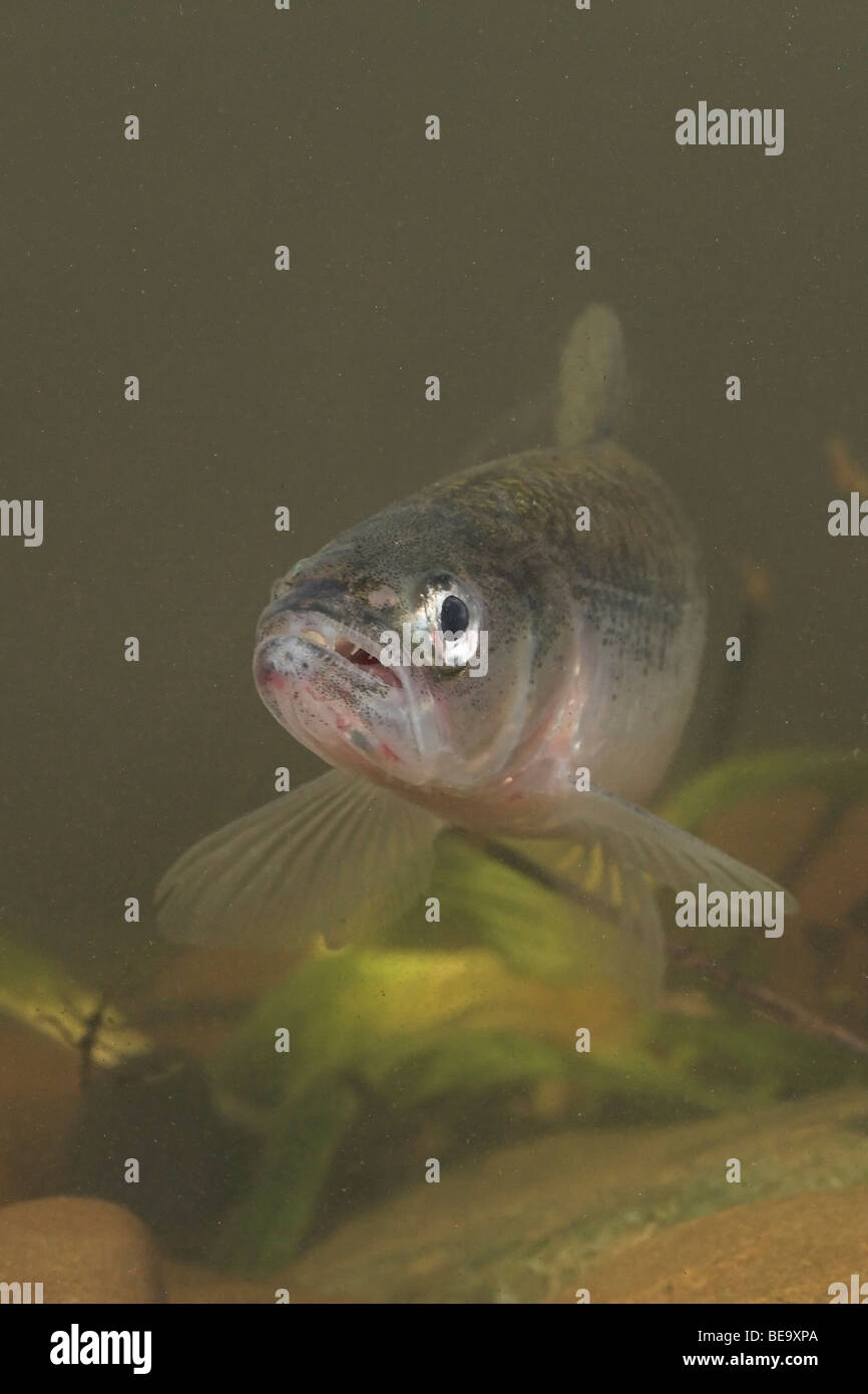 vertical photo of an European smelt with its mouth open so its teeth ...