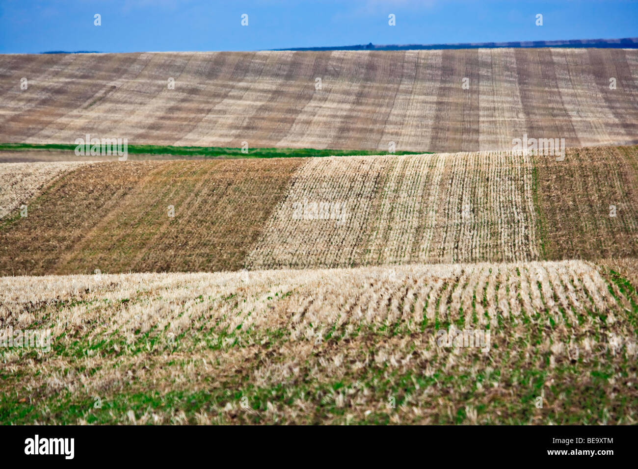 Trimmed and two tonned brown wheat fields along Highway 5 between ...