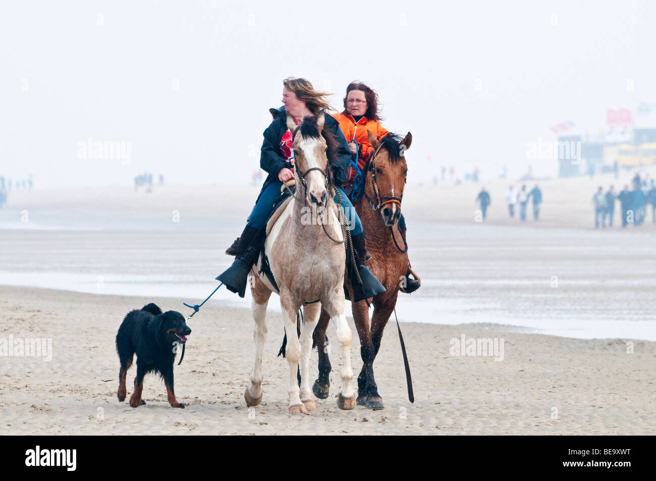 Dog riding horse hi-res stock photography and images - Alamy
