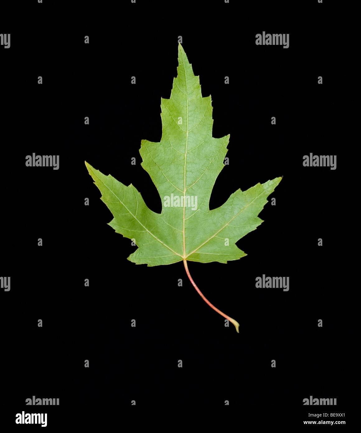 Single leaf stem hi-res stock photography and images - Alamy