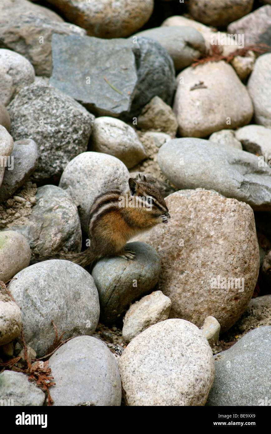 Striped chipmunk eating amongst boulders Stock Photo - Alamy
