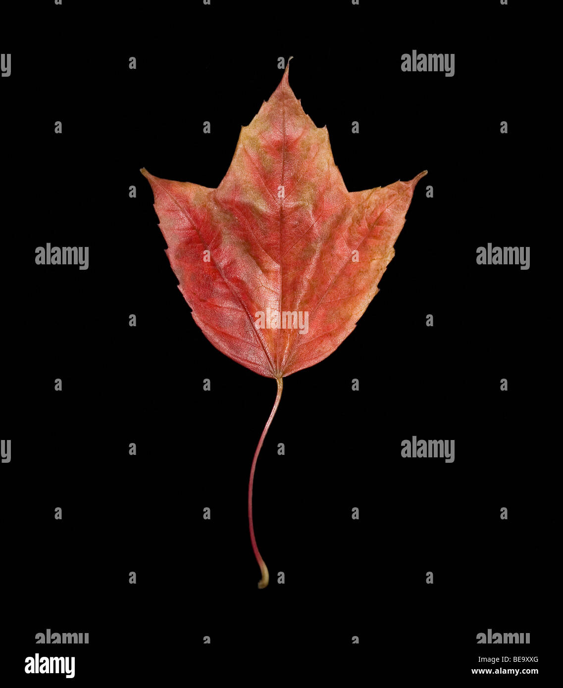 Single leaf stem hi-res stock photography and images - Alamy