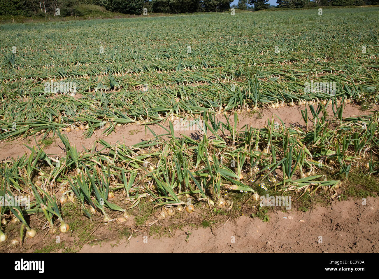 Onion crop in field, Shottisham, Suffolk, England Stock Photo - Alamy